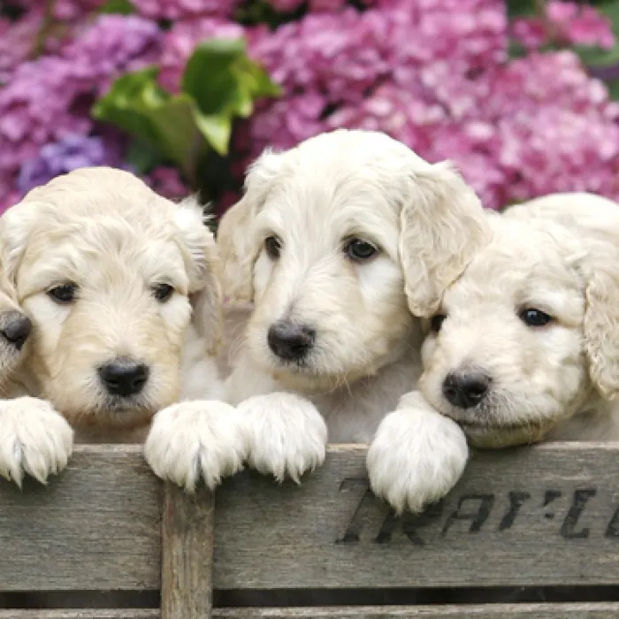 About Labradoodle Breed