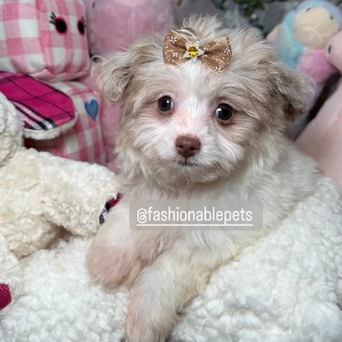 About Poochi Breed
