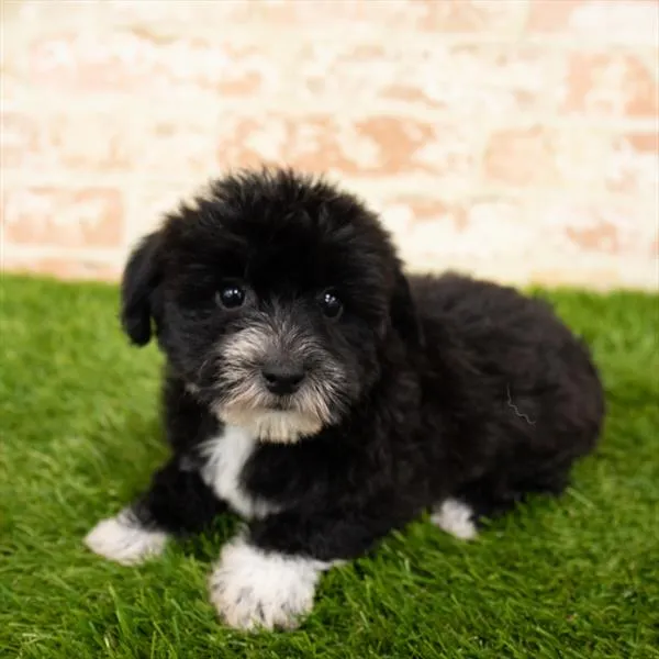About Silkchon Breed